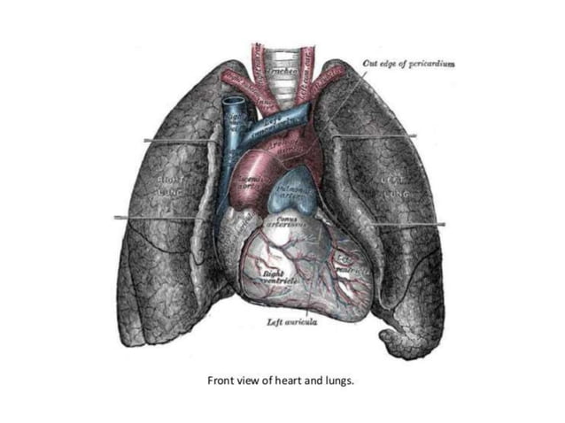 heart anatomy | PPTX