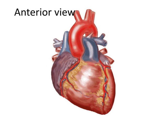 heart anatomy | PPT