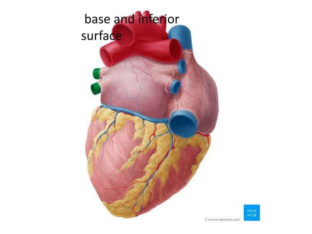 heart anatomy | PPTX