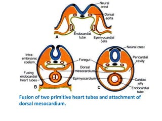 Heart development -I | PDF