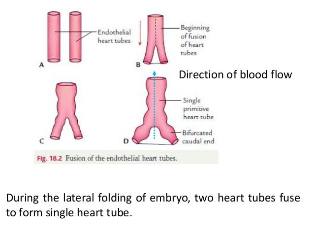 Heart development -I