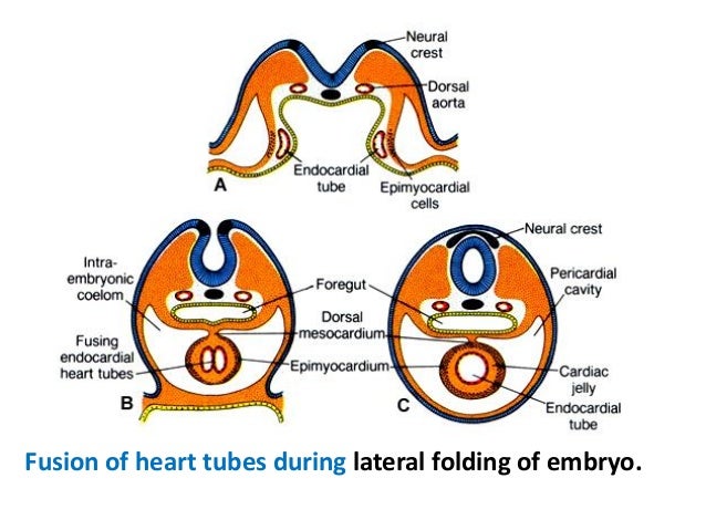 Heart Development