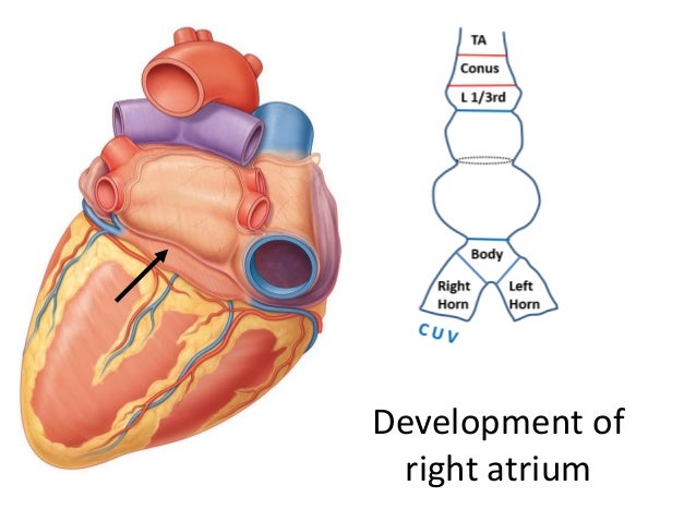 Heart development -I