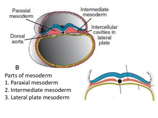 Heart development -I
