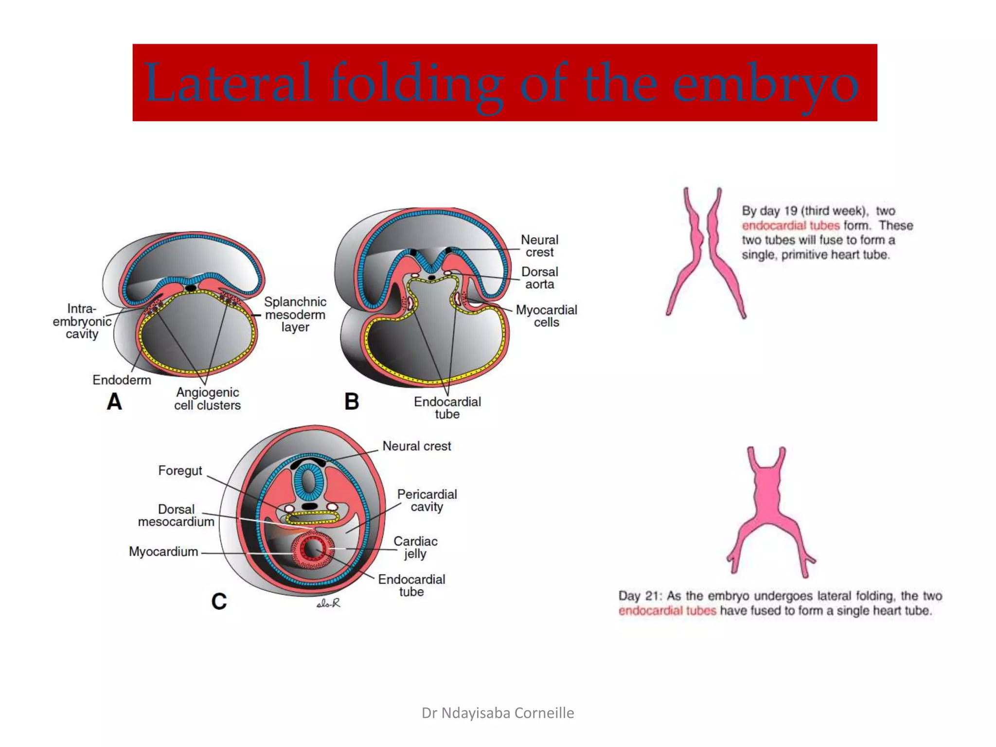 Heart Development.pptx