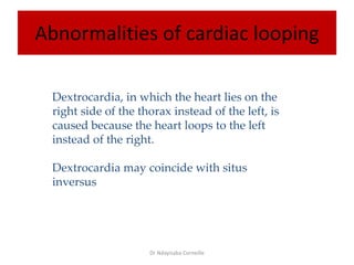 Heart Development.pptx | Heart and Cardiovascular Diseases | Diseases ...