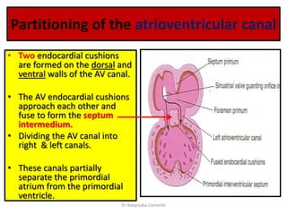 Heart Development.pptx | Heart and Cardiovascular Diseases | Diseases ...