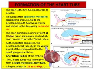 Heart Development.pptx | Heart and Cardiovascular Diseases | Diseases ...
