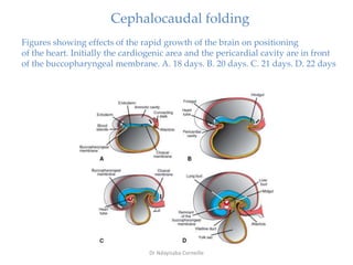 Heart Development.pptx | Heart and Cardiovascular Diseases | Diseases ...