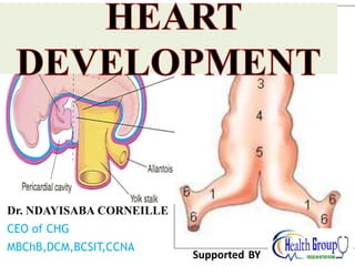 Heart Development.pptx