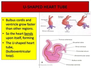 Heart Development.pptx