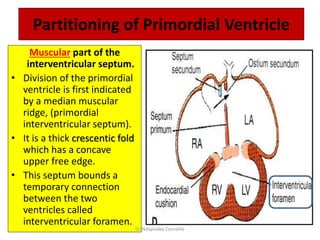 Heart Development.pptx