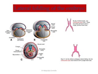 Heart Development.pptx