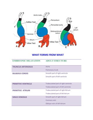 Heart development i | PDF