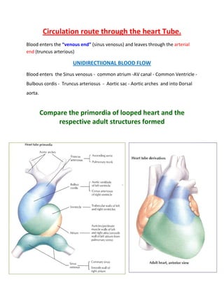 Heart development i | PDF