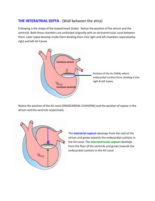 Heart development i | PDF