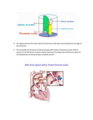 Heart development i | PDF