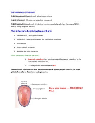 Heart development i | PDF