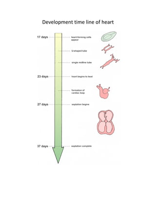 Heart development i | PDF