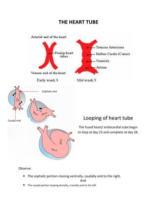 Heart development i | PDF