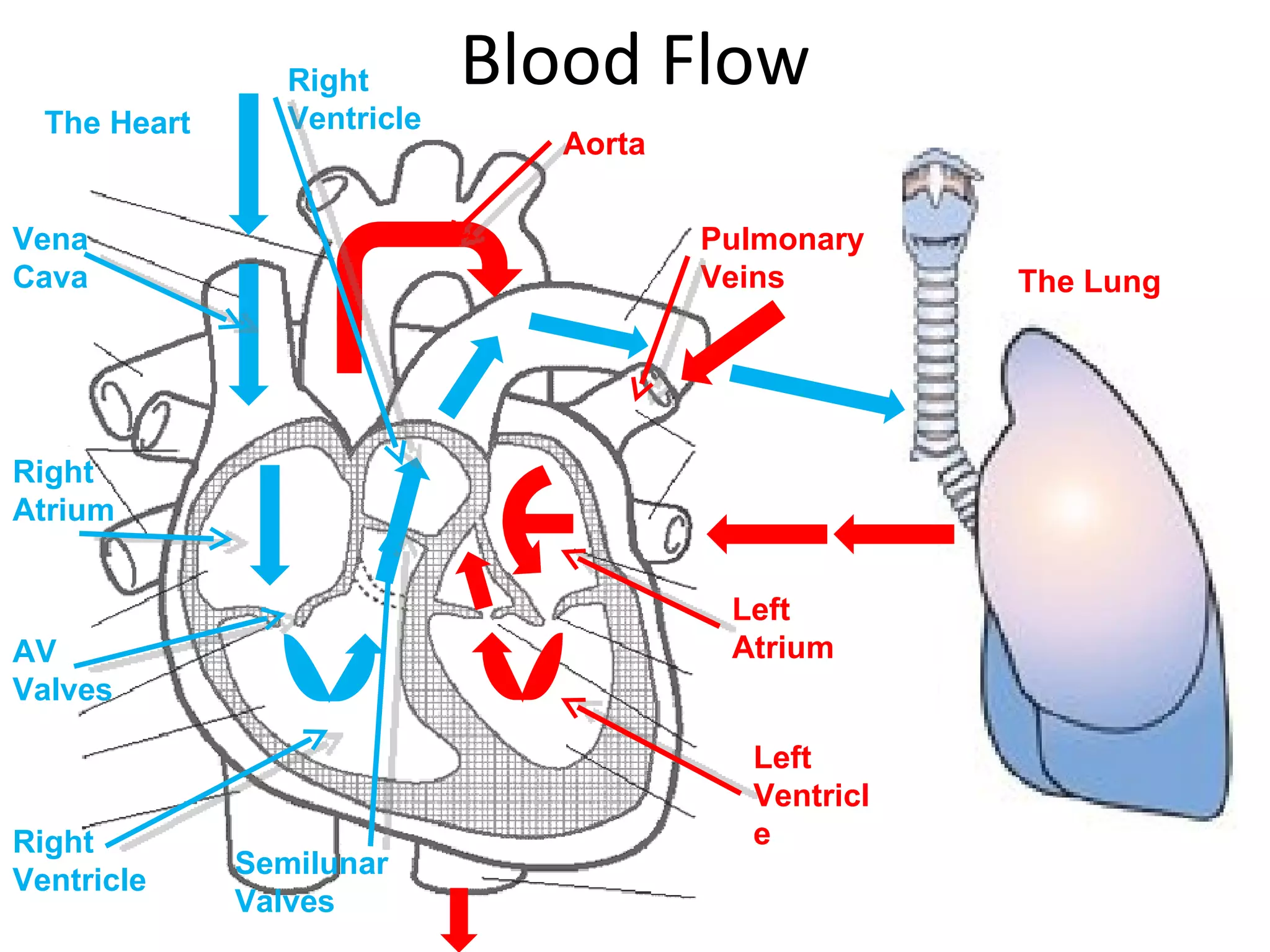 Heart diagram | PPT