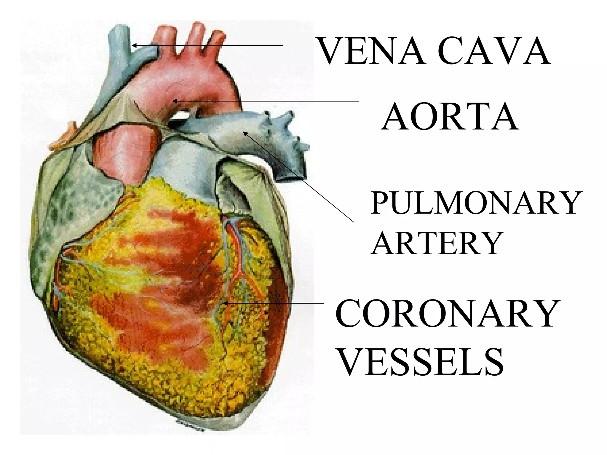 Heart dissection lab | PPT