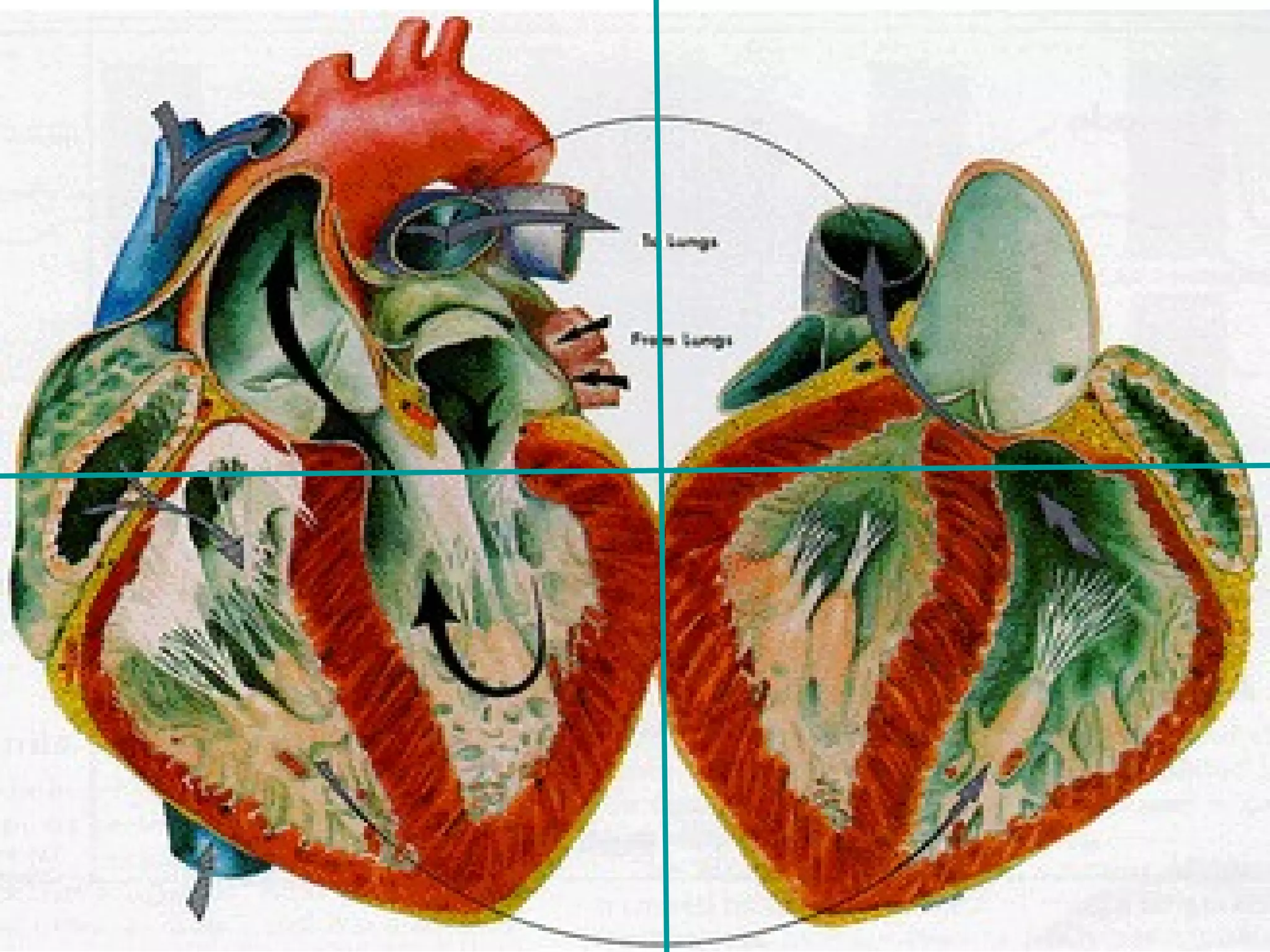 Heart dissection lab | PPT