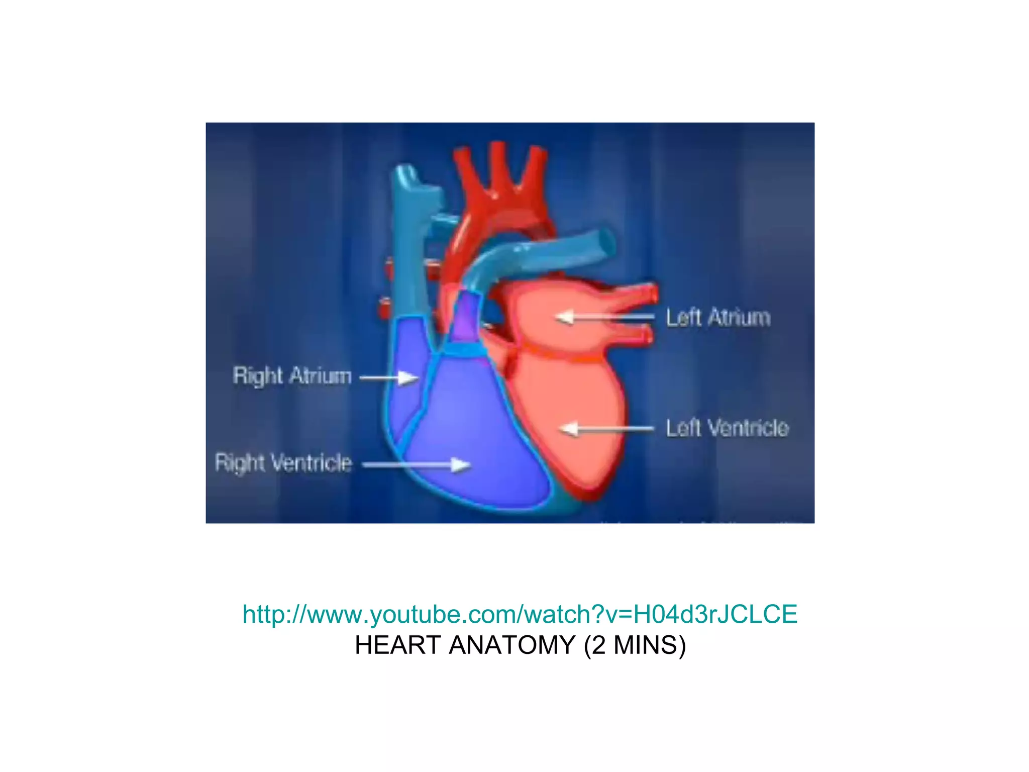 Heart dissection lab | PPT