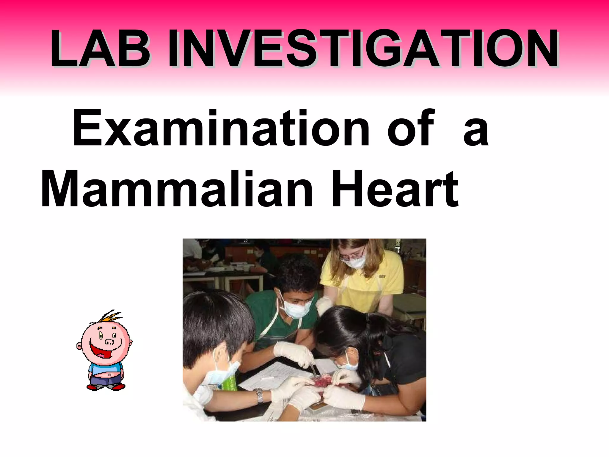 Heart dissection lab | PPT