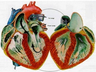 Heart dissection lab | PPT