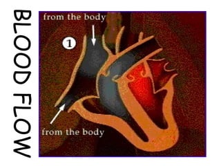 Heart dissection lab | PPT
