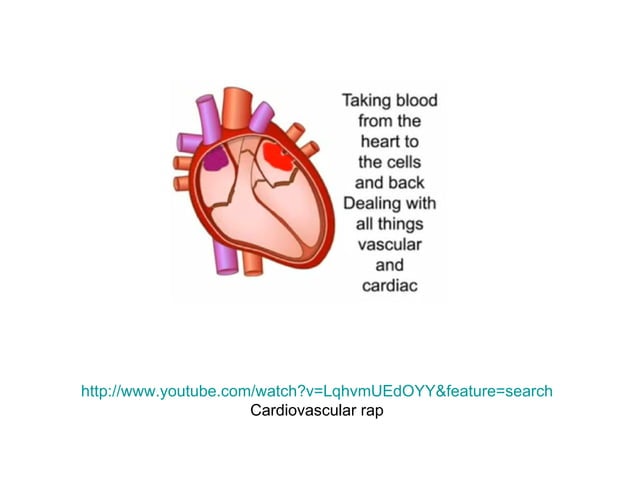 Heart dissection lab | PPT | Heart and Cardiovascular Diseases | Diseases and Conditions