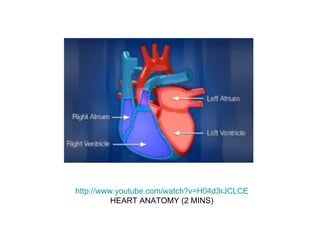 Heart dissection lab | PPT