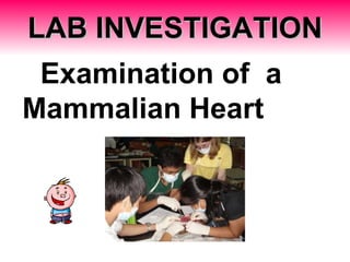 Heart dissection lab | PPT