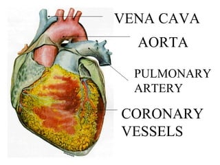 Pig Heart Dissection Worksheet