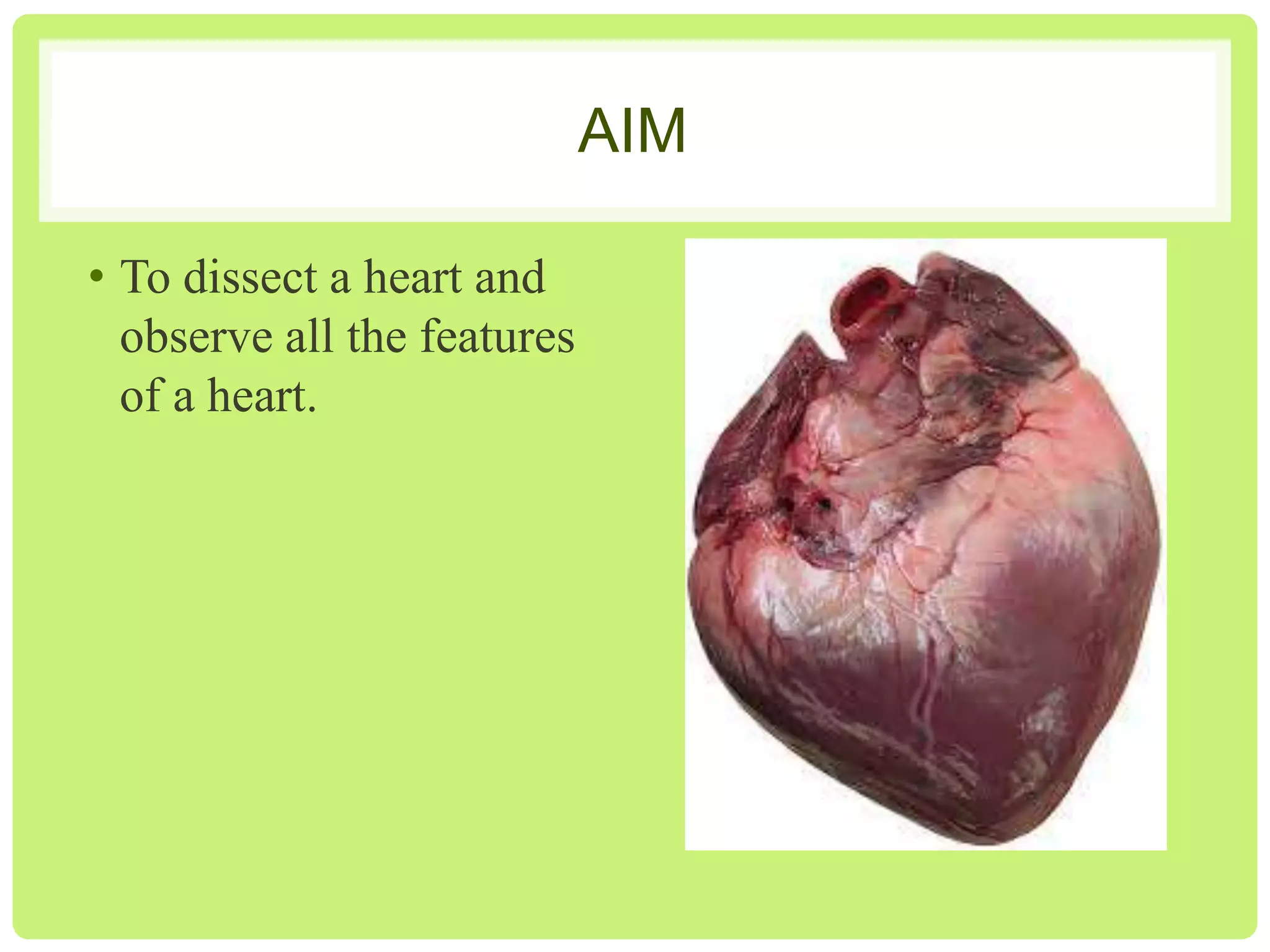 Heartdissectionprac | PPTX
