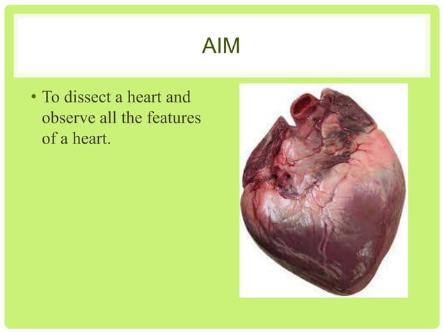 Heartdissectionprac | PPTX