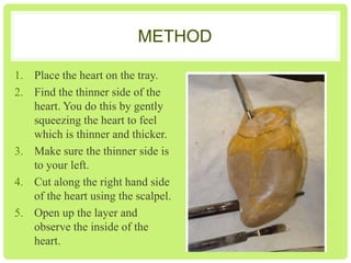 Heartdissectionprac | PPTX