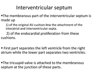 Heart embryology | PPTX