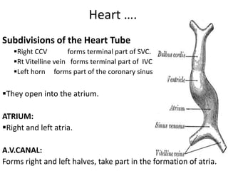 Heart embryology | PPTX
