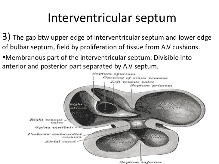 Heart embryology