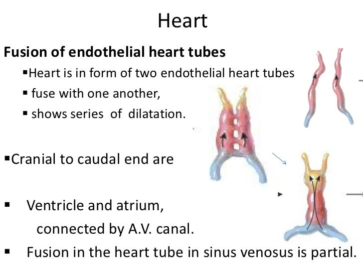Heart embryology