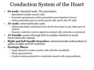 Heart excitation | PPT