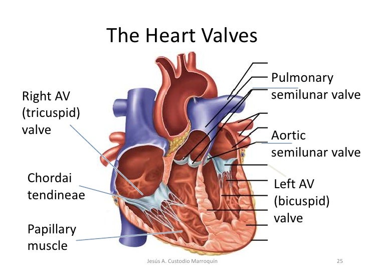 Heart Anatomy Heart Anatomy