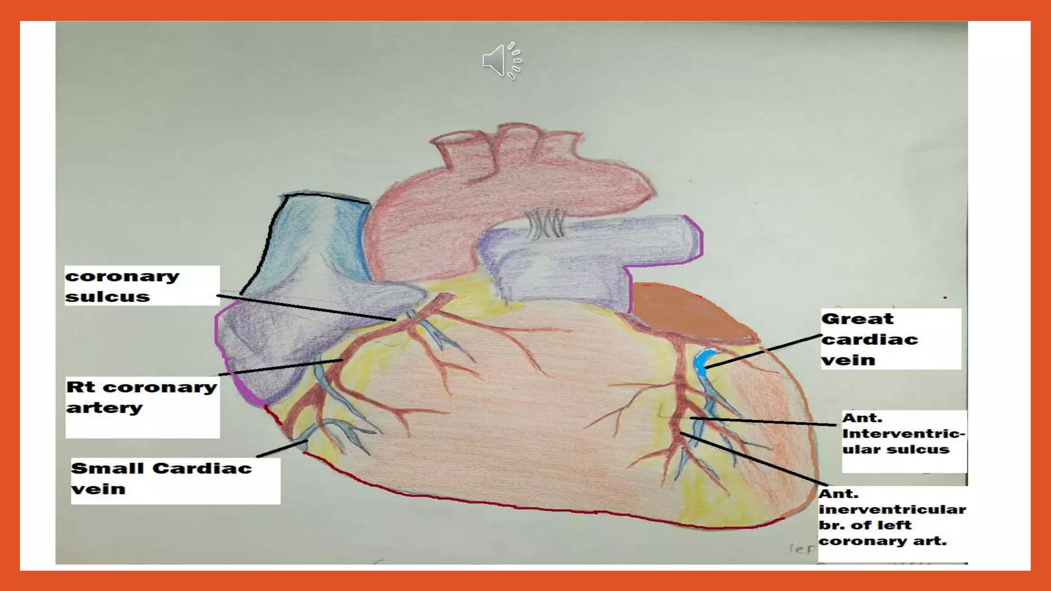 Heart external features | PPTX