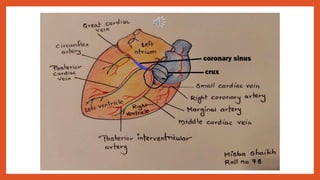 Heart external features | PPTX