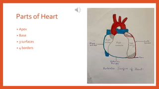 Heart external features | PPTX