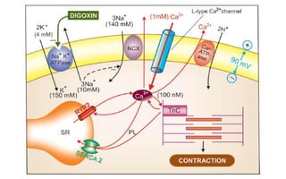 Drug therapy for Congestive heart failure | PPT