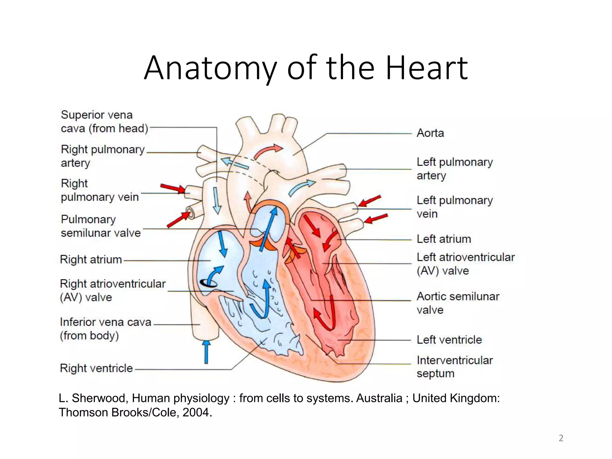 Parallel Left Ventricle Simulation Using the FEniCS Framework | PPT