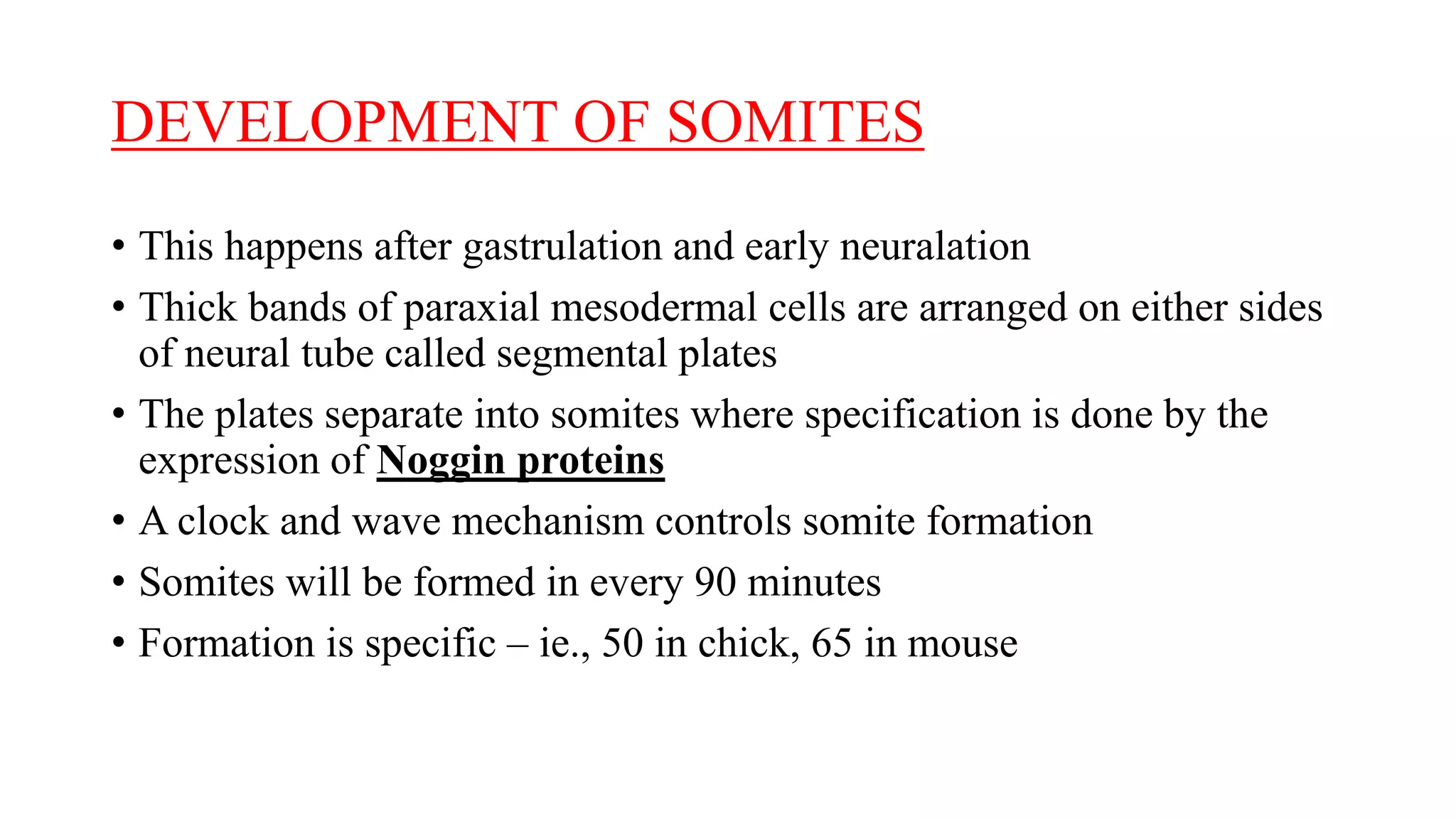 Heart formation and somite formation | PPTX